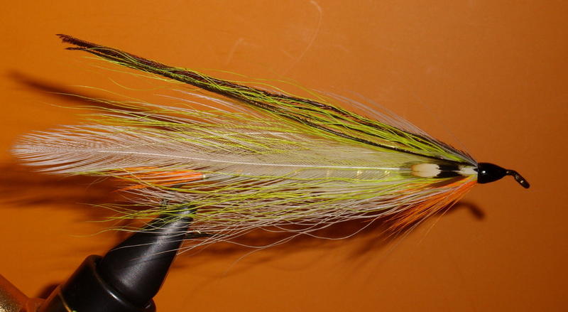 Golden Shiner - Perhoresepti - Perhorasia
